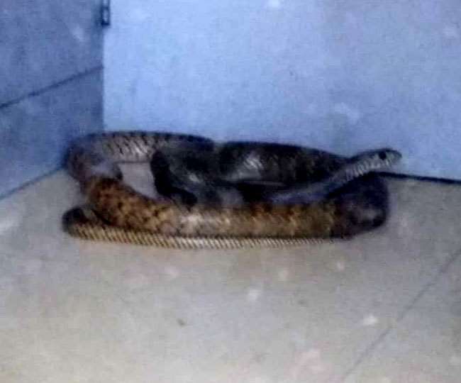 जब एटीएम में घुसा 7 फीट लंबा धमना सांप, गिरते-पड़ते भागे पैसा निकालने ...