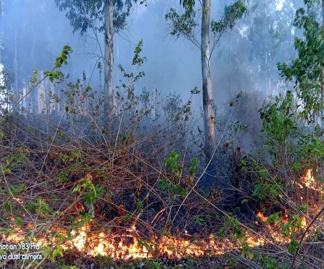 चतरा के तिलरा जंगल में असामाजिक तत्वों ने लगाई आग, महुआ चुनने को लेकर ...