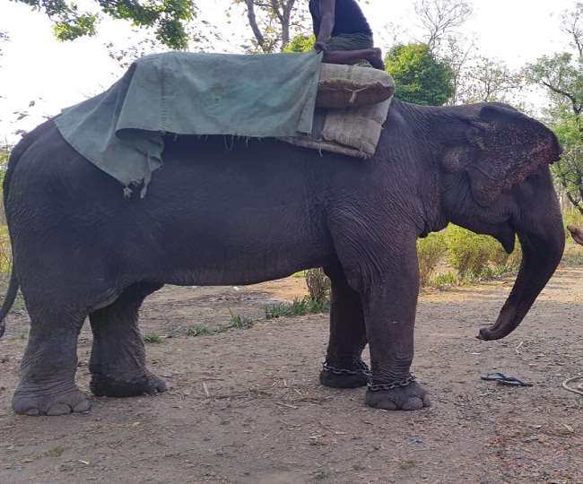 आदमखोर बाघ को खोजने आई आशा हथिनी सात दिन से रेस्ट पर, सिर्फ मार्निंग ...