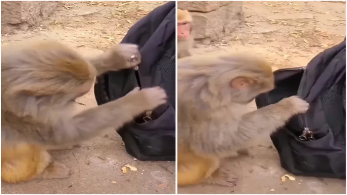Viral Video: देखें बंदर का चोरी करते मज़ेदार वीडियो, जानें आखिर क्या ...