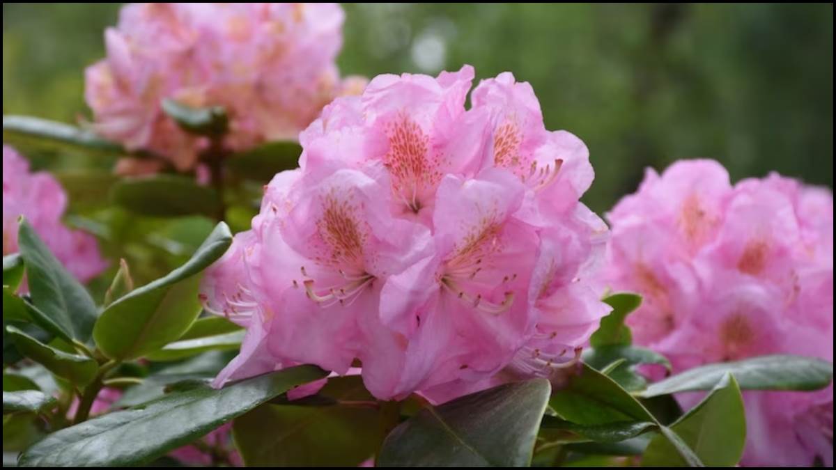 Buransh Benefits: गठिया के दर्द से लेकर कैंसर का विकास रोकने तक, कई ...