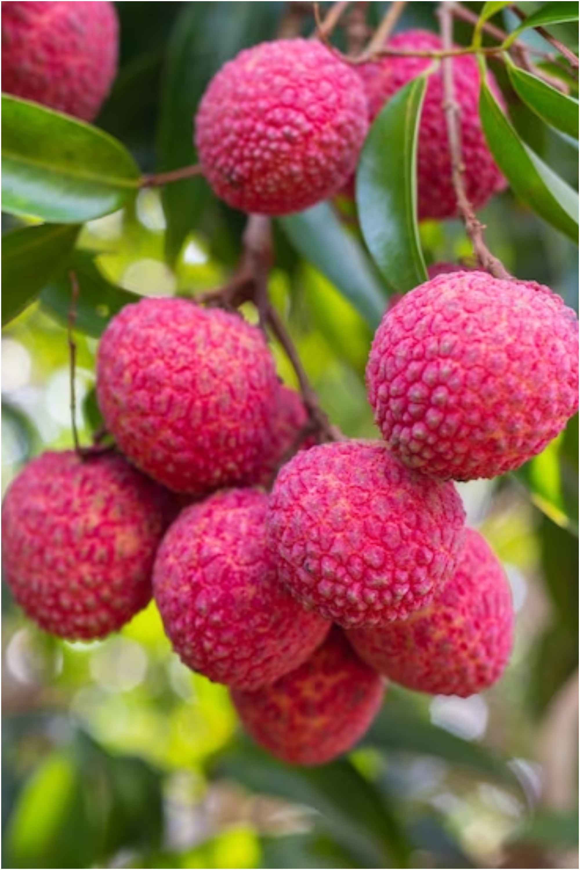 Non-Indian Fruits: फल जो भारत के न होकर भी कर रहे हैं भारतीयों के दिलों ...