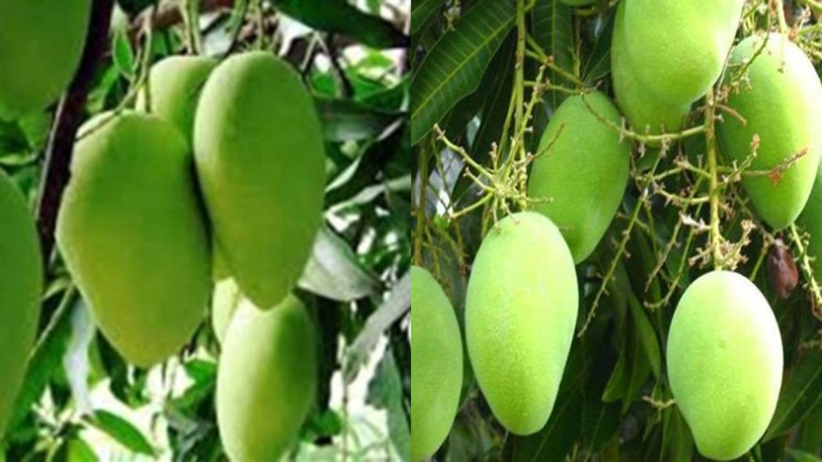 आम प्रेमियों के लिए अच्छी खबर! बंबई से होगा दीदार, मालदा के लिए अभी ...