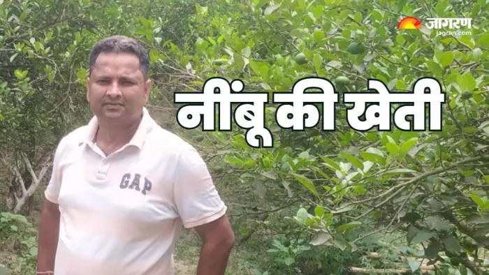 Success Story: सॉफ्टवेयर इंजीनियर ने नींबू से जोड़ा नाता, सात समंदर पार ...