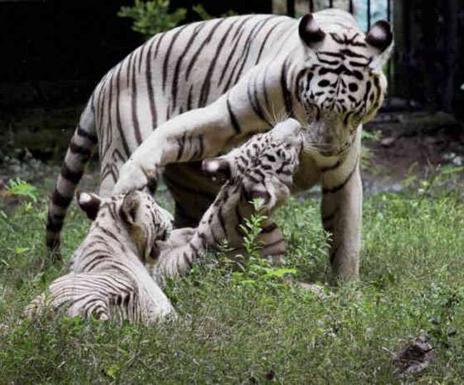 न गुजरात से शेर और न ही ओडिशा से बाघ आया बिहार, कोरोनावायरस संक्रमण ने ...