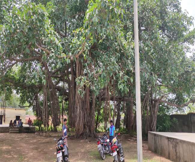 एकल फ्यूचर का प्रत्येक सदस्य अगले 100 दिनों तक हर दिन लगाएगा पौधा ...