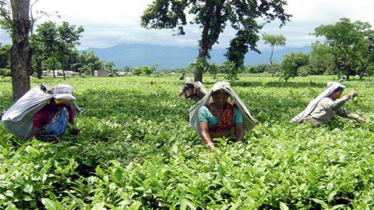 Uttarakhand Budget 2022: बेरीनाग की चाय, मुनस्यारी के पर्यटन और सीमांत ...