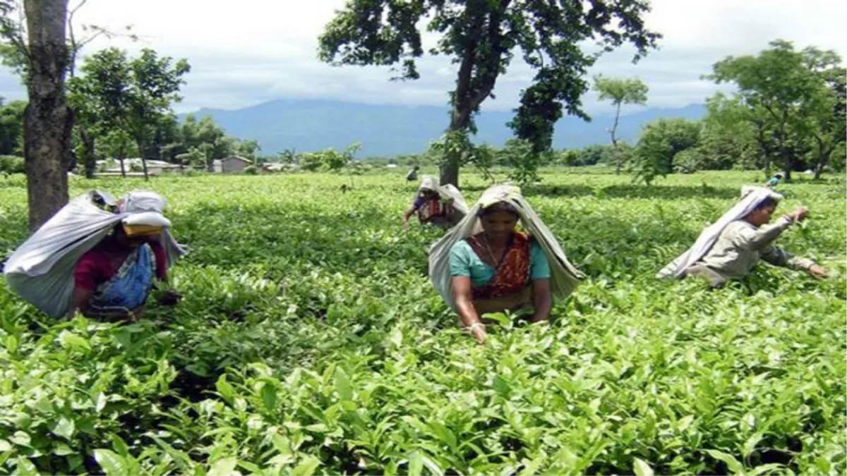 Uttarakhand Budget 2022: बेरीनाग की चाय, मुनस्यारी के पर्यटन और सीमांत ...