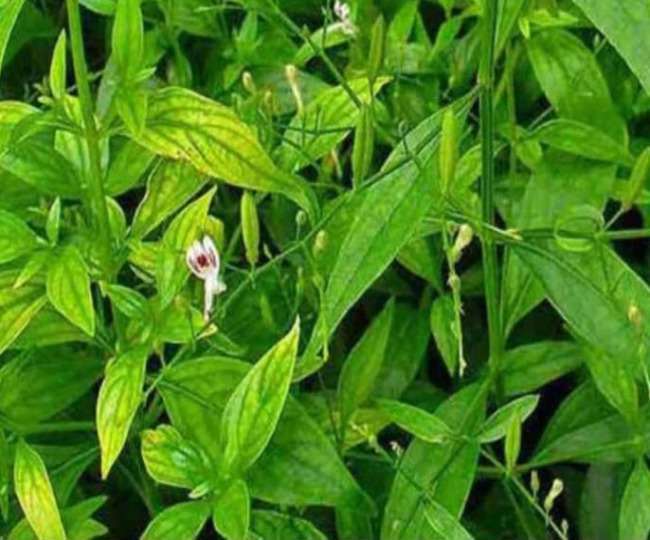 कई बीमारियों में रामबाण दवा है कालमेघ, जानें इस्तेमाल करने के तरीके ...