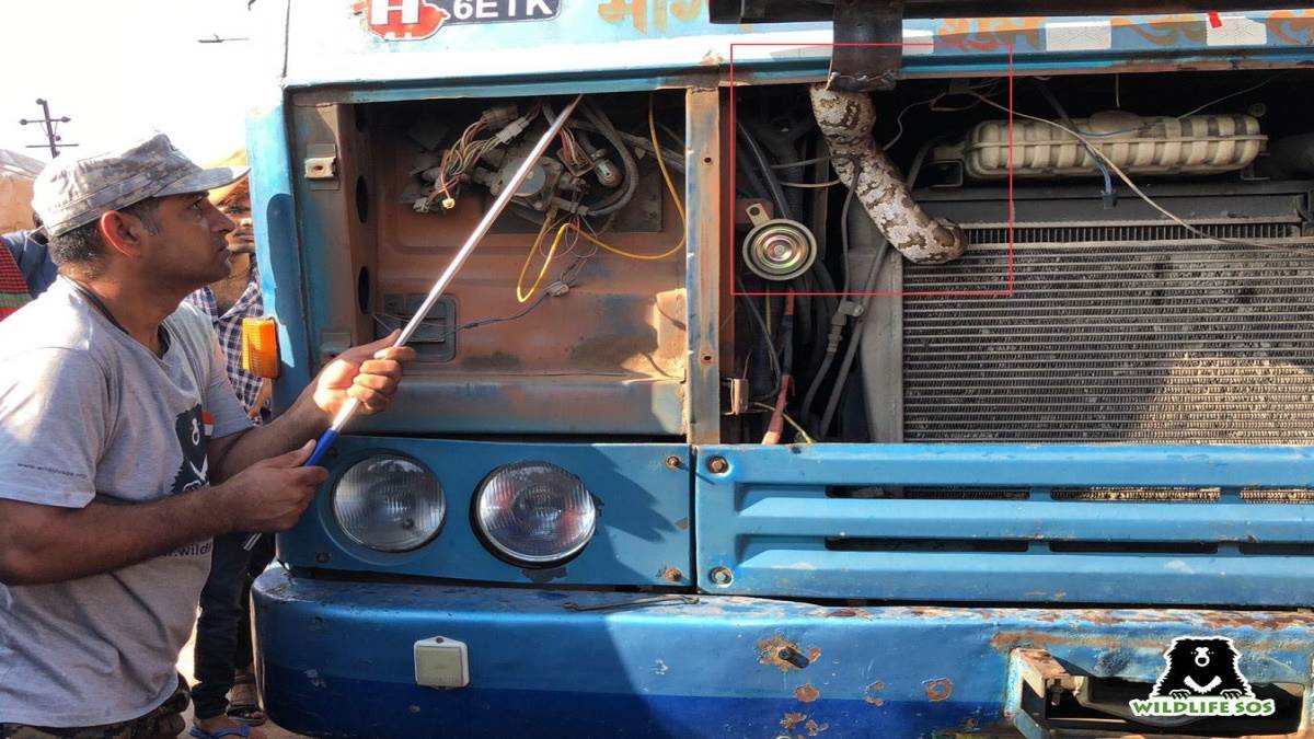 Python: ट्रक के बोनट में छिपा बैठा था छह फीट लंबा अजगर, आगरा में वाइल्ड ...