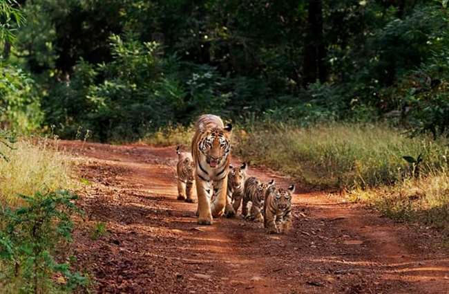 Pilibhit Tiger Reserve : रात में दूधिया रोशनी से जगमगाएगा चूका स्पॉट ...