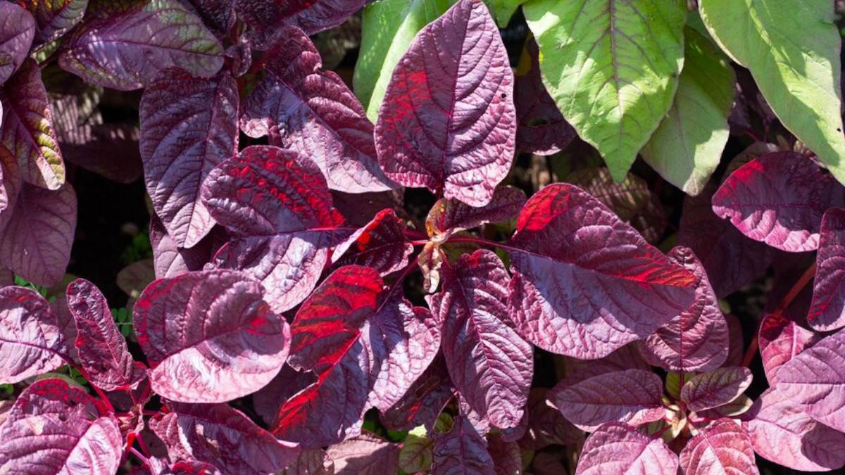 Chaulai Benefits: कोलेस्ट्रॉल और वजन कम करने के साथ, डायबिटीज में भी ...