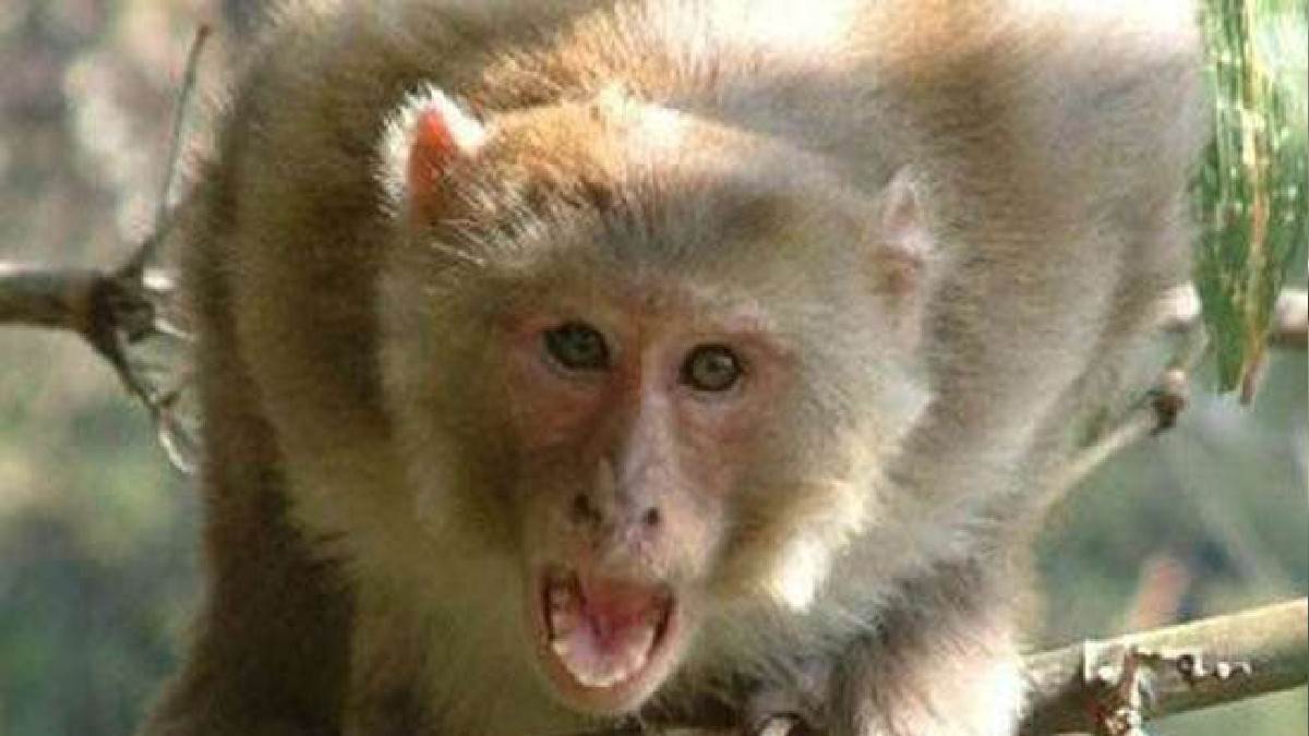 Monkey Attack in Azamgarh : बंदर के धक्के से गिरी युवती के पेट में घुसी ...