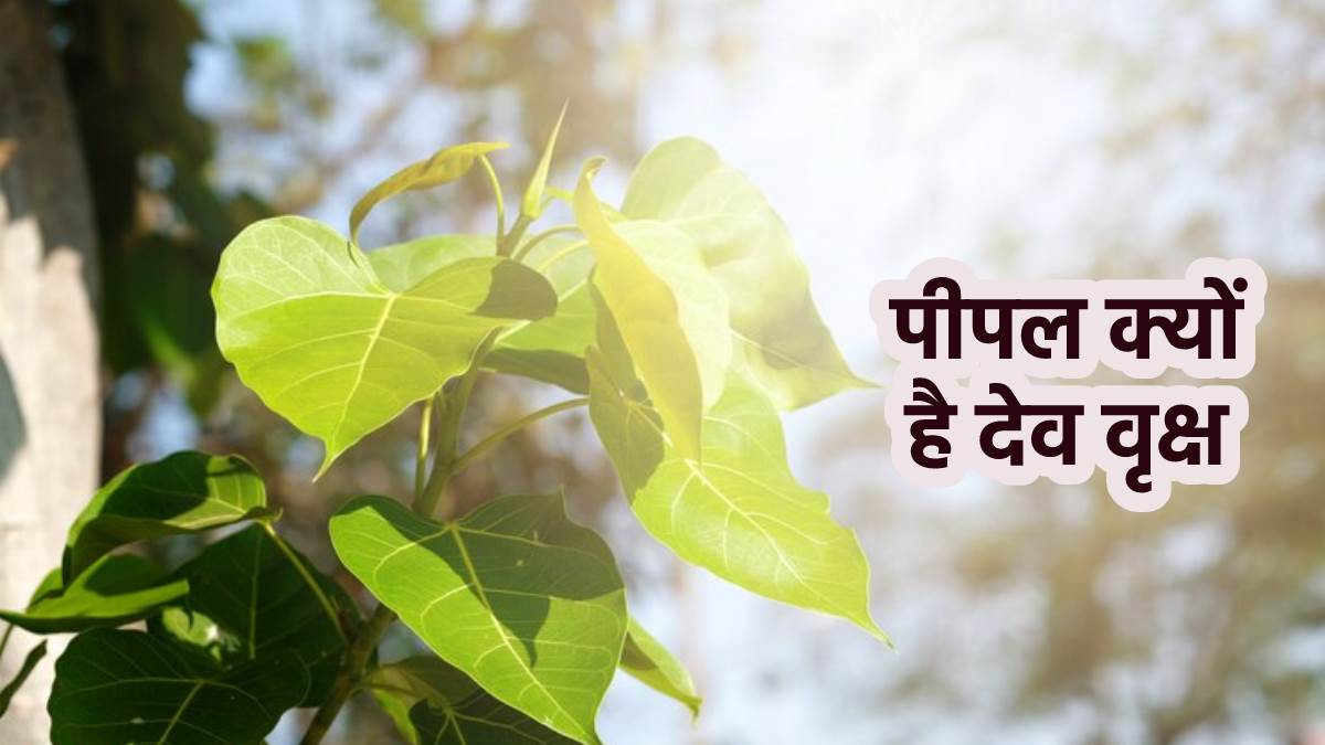 जानिए आखिर क्यों हिंदू धर्म में की जाती है पीपल के पेड़ की पूजा?,साथ ही ...