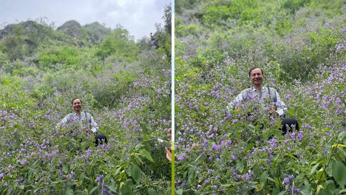 12 साल में केवल एक बार खिलता है ये फूल, नैनीताल के जंगलों में होती है ...