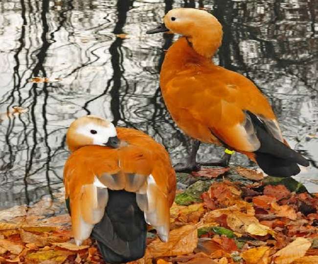 रामनगर के कोसी बैराज में नजर आया सुर्खाब का जोड़ा उम्रभर साथ रहने वाले ...