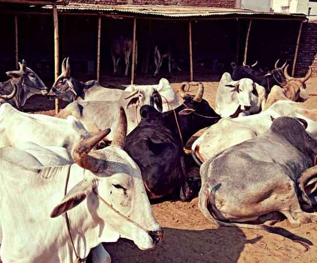 पंजाब में 18 नगर कौंसिलों व पंचायतों में Cow cess लागू बिजली बिल में ...