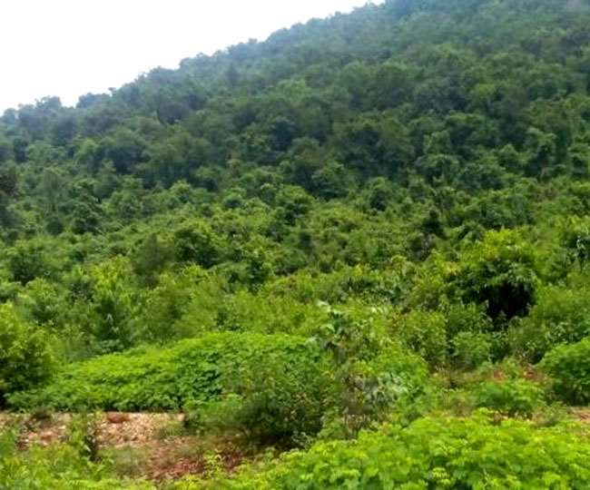 Naxalites in Jharkhand: बूढ़ा पहाड़ पर फिर सक्रिय हुए नक्सली, कुख्यात ...