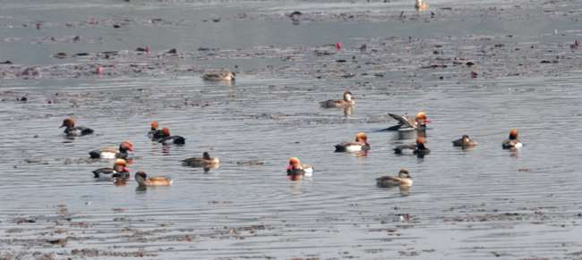 राजकीय पक्षी महोत्‍सव जमुई : तीन दिन दिवसीय कलरव शुरू, पक्षियों को ...