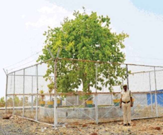 देश का वीआईपी पेड़ हुआ बीमार, अब इंसानों की तरह होगा इलाज, महिंद्रा ...