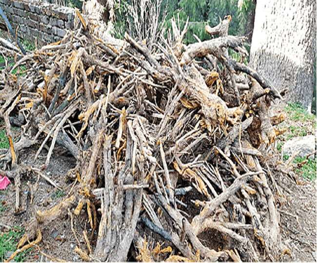 जंगलों से अवैध तरीके से निकाली जा रही कसमल की जड़ें, हजारों क्विंटल ...