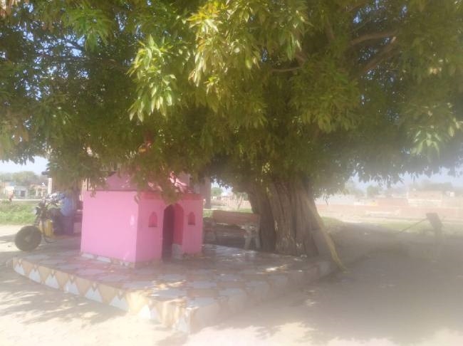 ग्रामीणों के परिवार का हिस्सा बन गया पिलखन का पेड़ - Pilkhan tree ...