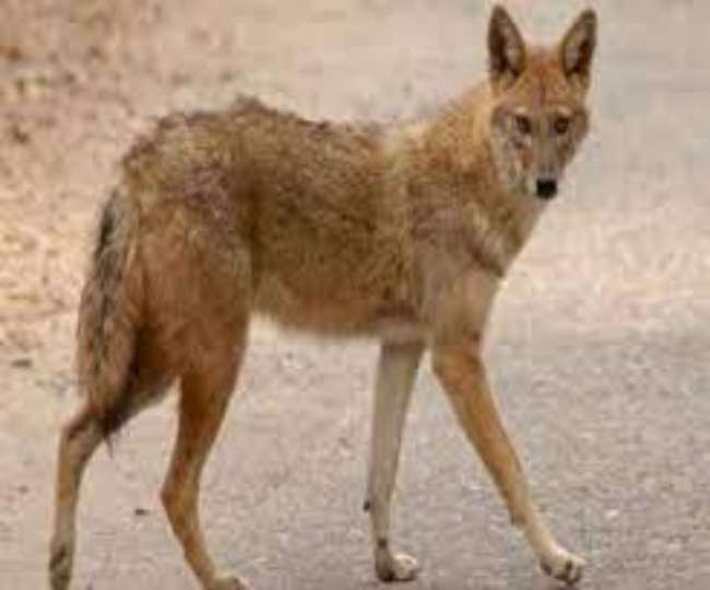 कुशीनगर इंटरनेशनल एयरपोर्ट परिसर से पकड़े गए 35 सियार, 14 लोमड़ी व ...