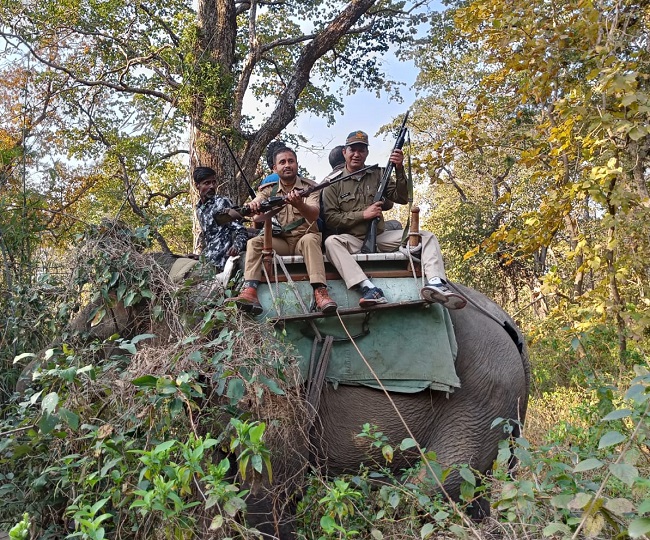 फतेहपुर के जंगल में छह घंटे तक आशा व गोमती हथिनी ने बाघ को तलाशा ...