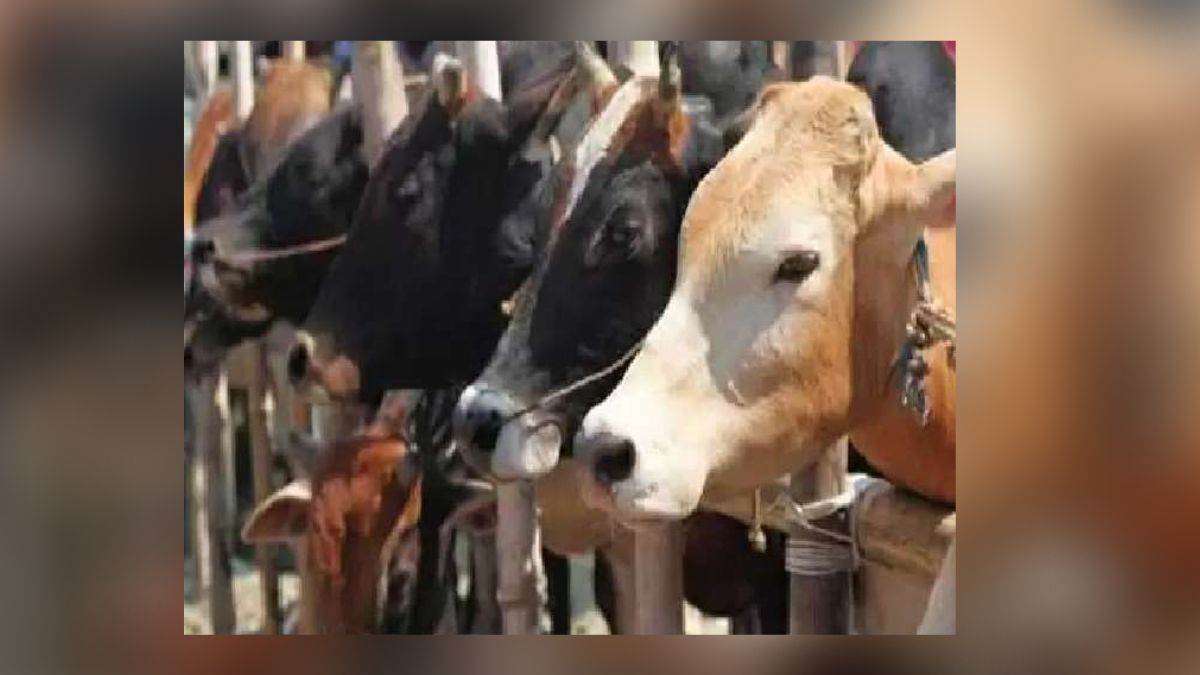 गाय-भैंस पालने वालों के लिए अच्छी खबर, घर पर ही होगा पशुओं का इलाज, एक ...