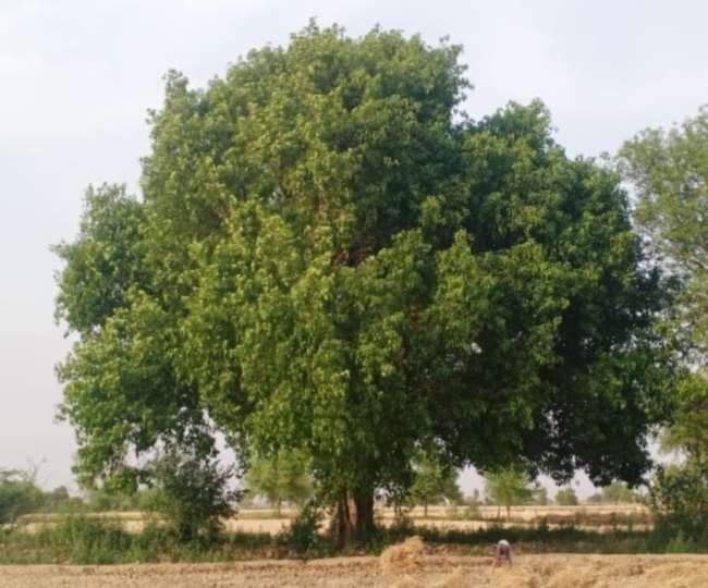 हरियाणा में गायब हो रहे हैं उम्रदराज दरख्त, पीढ़ी दर पीढ़ी सहेजने की ...
