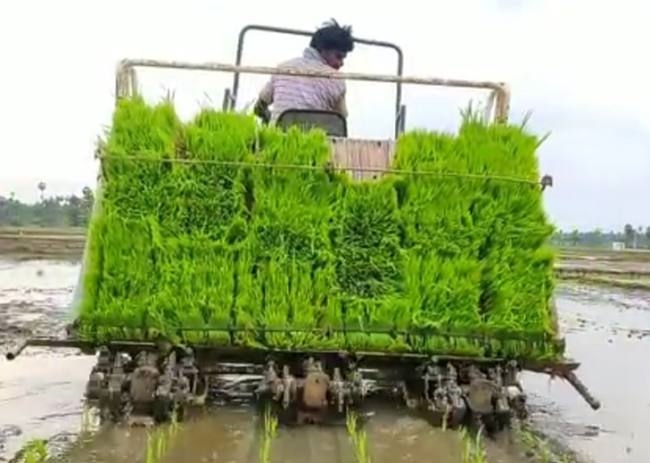 काशीपुर में पैडी ट्रांसप्लांटर से धान की रोपाई आसान - Transplanting of ...