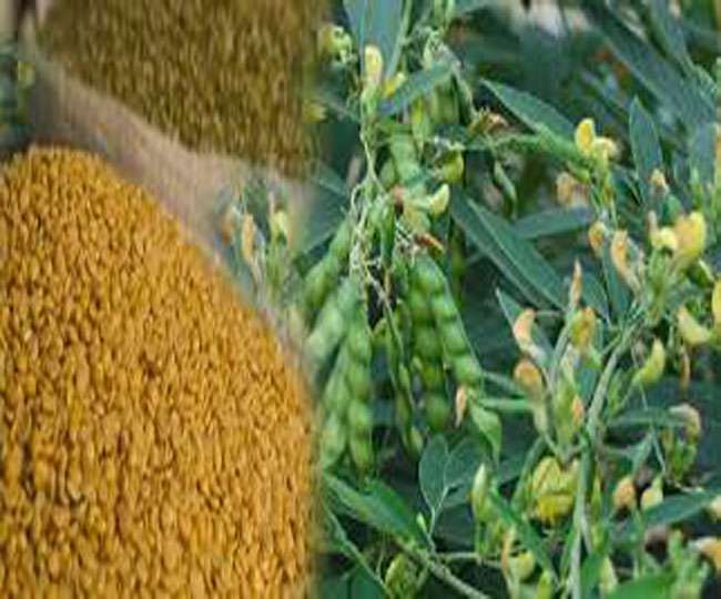 खेती किसानी : किसान अपने खेत के मेड़ पर करें अरहर की खेती, पाएं दो गुना ...