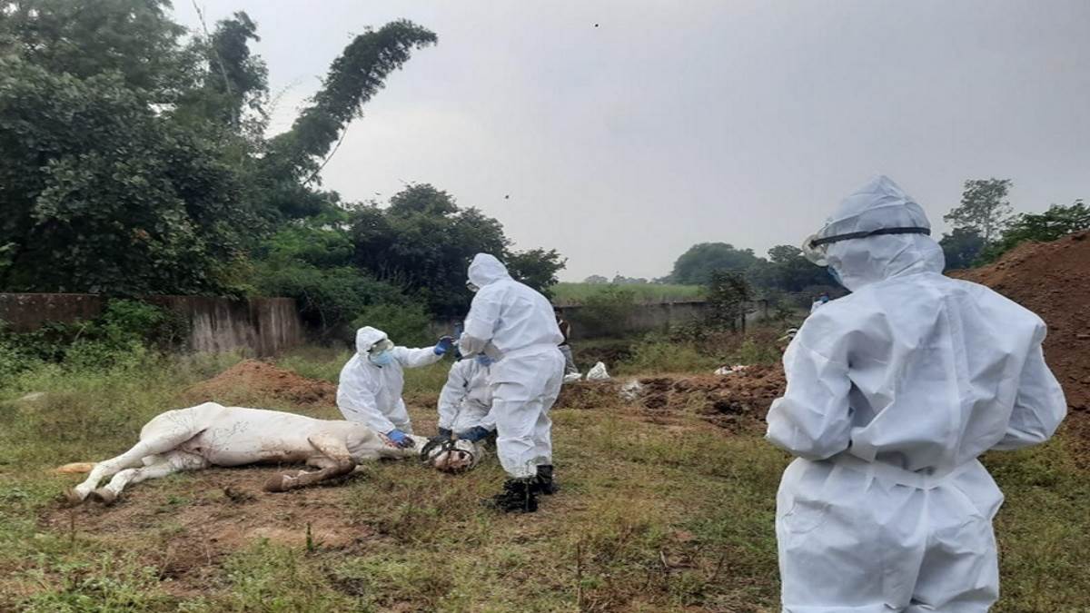 गधा−घाेड़ा और इंसान, ये वायरस पहुंचा सकता है सबको नुकसान, जानिए क्या है ...