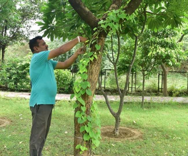 Natural medicine Neem Giloy: जारी है लड़ाई... नीम के पेड़ों पर शुरू की ...