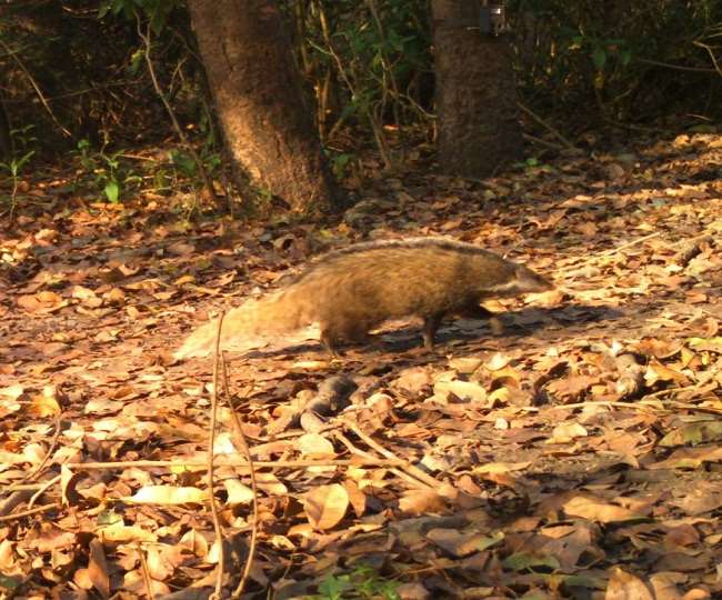 Uttarakhand नंधौर अभयारण्य में पहली बार दिखी साउथ वेस्ट इंडिया की ...