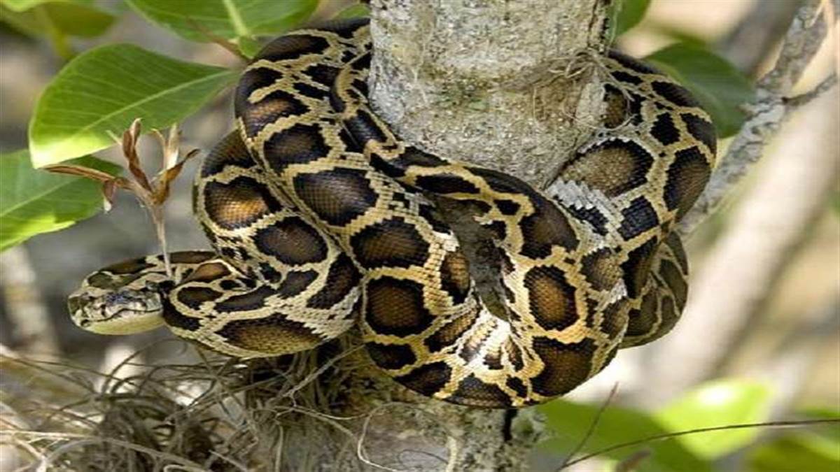 शिकार को जिंदा निगलने वाले अजगर की जान खुद खतरे में, वन विभाग प्रतापगढ़ ...