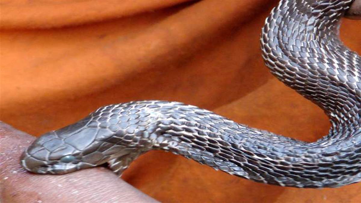 दो युवकों की अकाल मौत, प्रयागराज में सोते वक्त सांप ने डसा तो प्रतापगढ़ ...