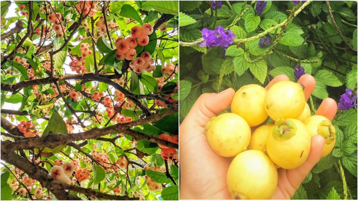 Gulab Jamun Benefits: छत्तीसगढ़ में लगते हैं 'गुलाब जामुन' के पेड़ ...