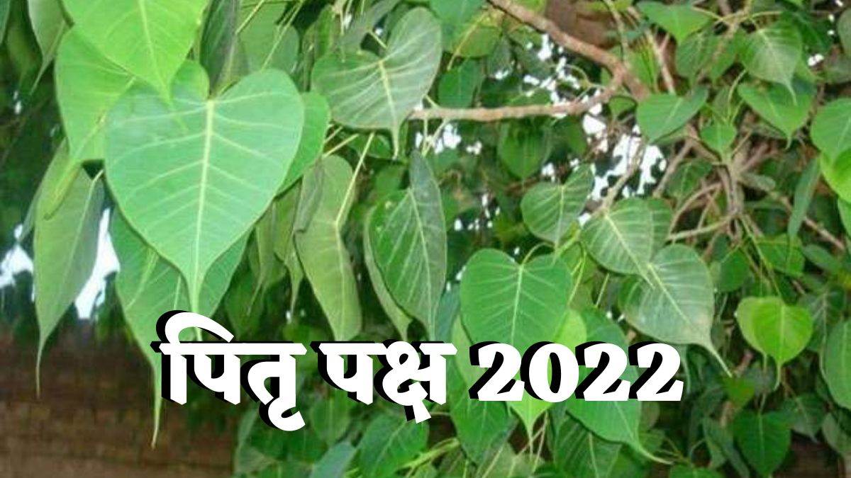Pitru Paksha: पारस पीपल सहित इन पेड़ों की करें विधिवत पूजा, पितृ दोष से ...