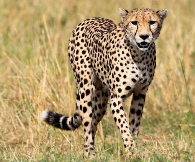 कूनो नेशनल पार्क में चीतों की मौत क्या 'रेडियो कॉलर' की वजह से हुई ...