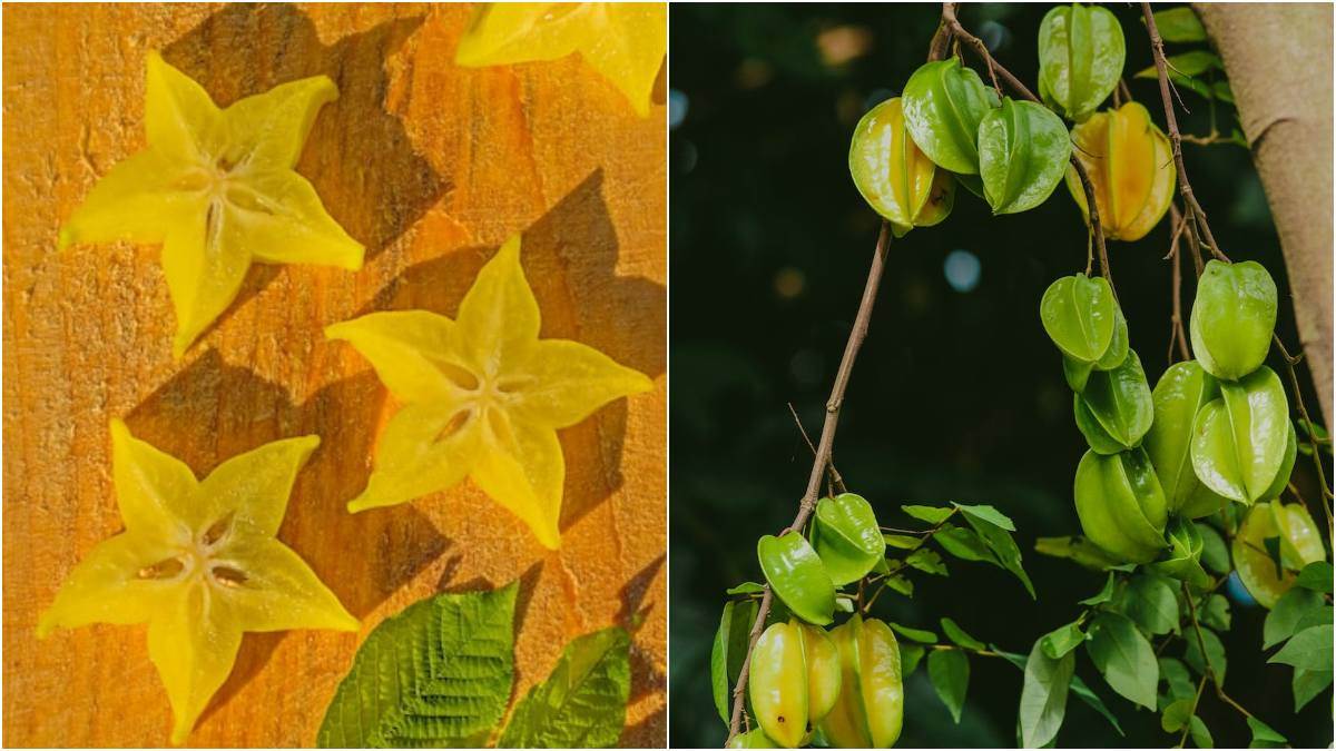 Star Fruit Benefits: वज़न घटाने से लेकर इम्यूनिटी बढ़ाने तक जानें कमरख ...
