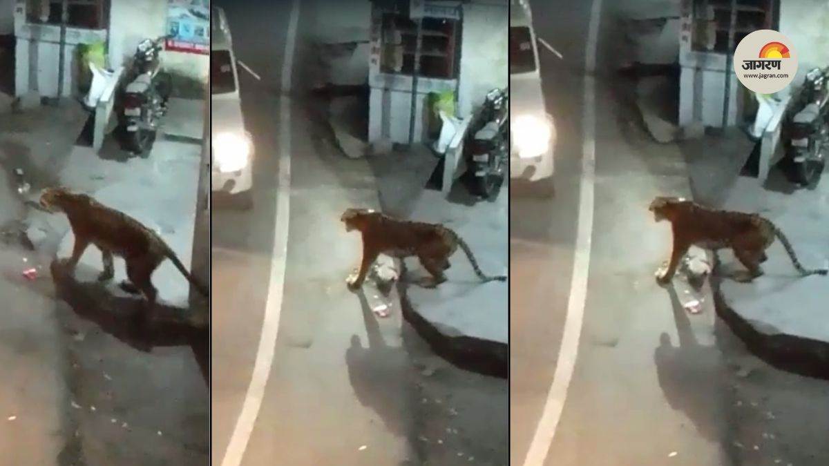 Video: अल्मोड़ा के मरचूला में बाघ पर फायरिंग कर मार डाला, कार्बेट टाइगर ...