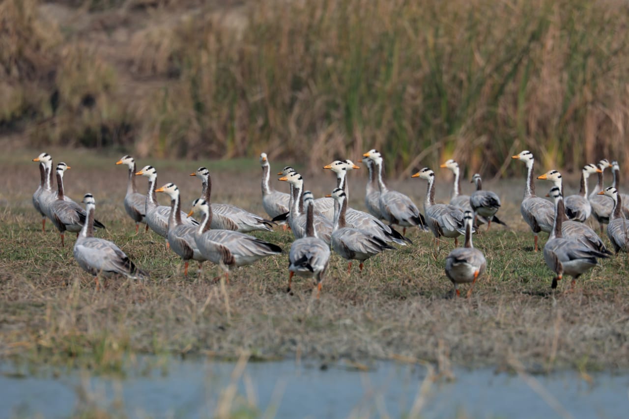 Migrated Birds: गुलाबी सर्दी के साथ बिखरने लगी विदेशी पक्षियाें की रंगत ...
