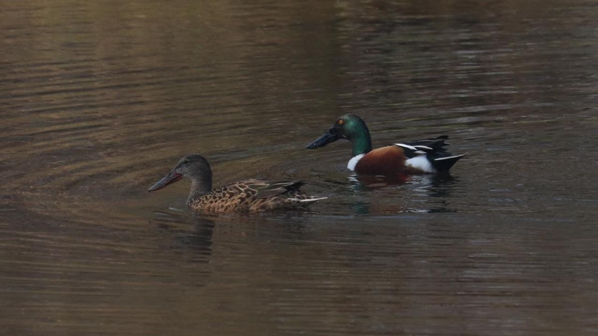 Migrated Birds: गुलाबी सर्दी के साथ बिखरने लगी विदेशी पक्षियाें की रंगत ...