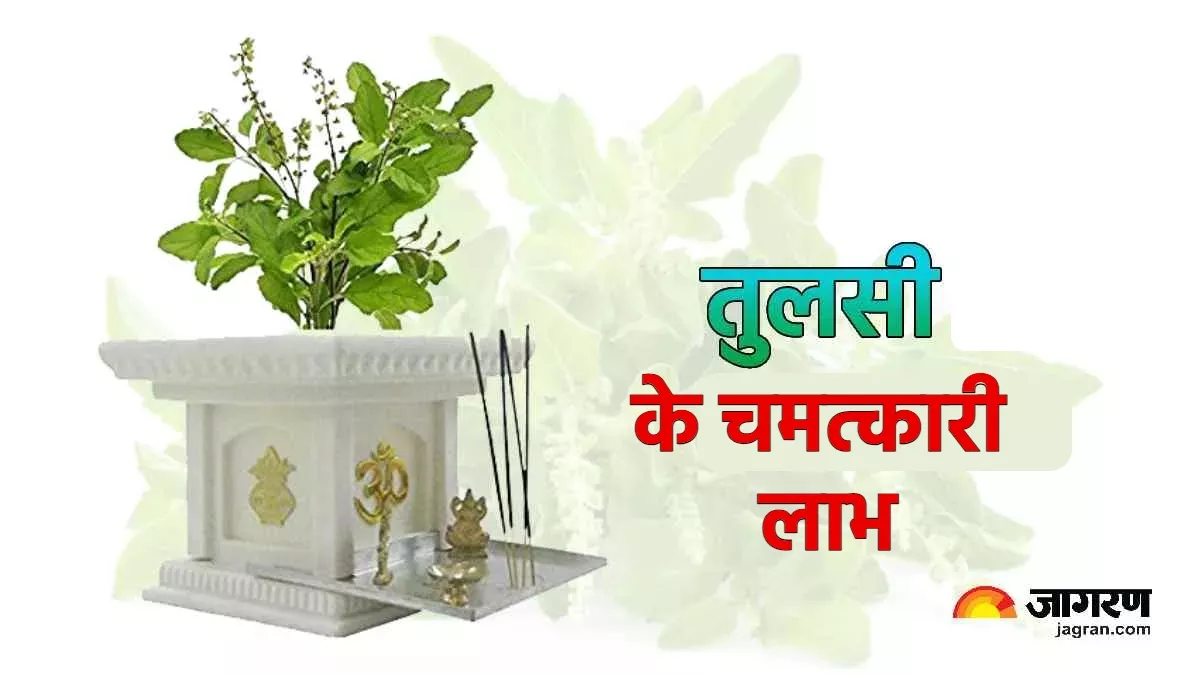 Tulsi Benefits: व्यक्ति के सौभाग्य में वृद्धि करता है तुलसी का पौधा ...