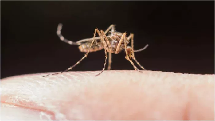 Zika Virus Diet: ज़ीका वायरस से जल्द रिकवरी के लिए जानें क्या खाना ...