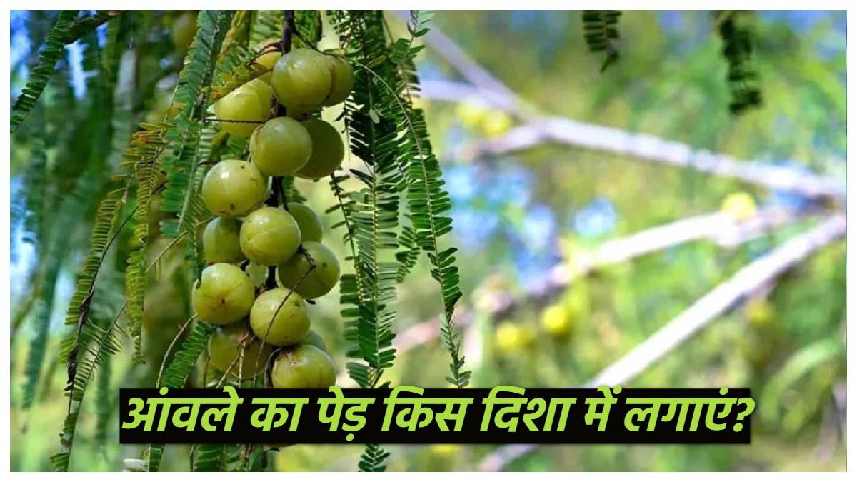 Amla Tree: वास्तु के अनुसार, घर की इस दिशा में लगाएं आंवले का पेड़ ...