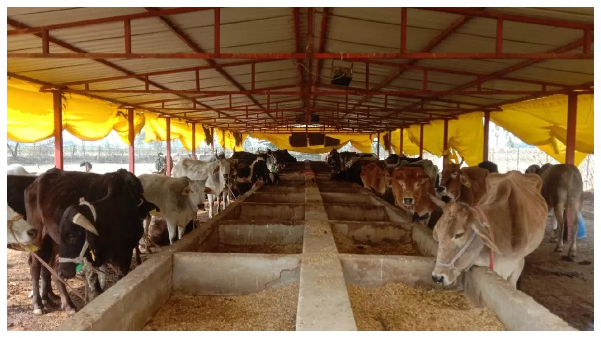 Kanpur News: गोशाला में सर्दी व भूख-प्यास से दम तोड़ते गोवंशी, शव नोच ...