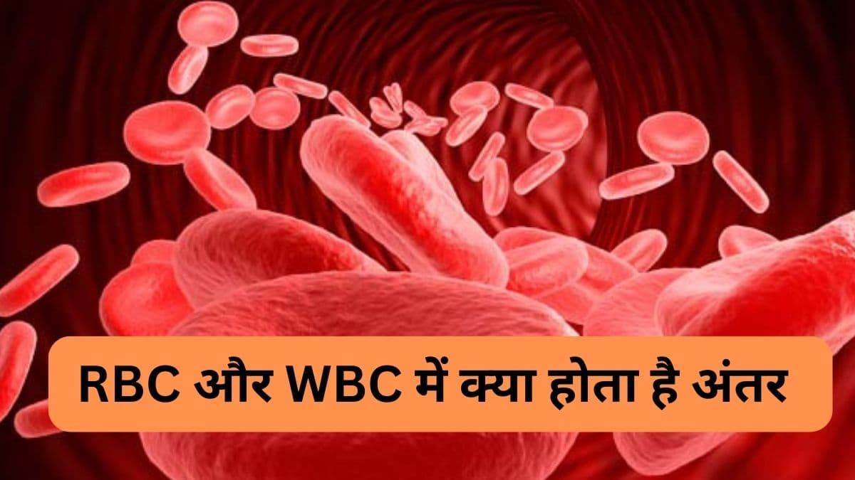 शरीर के विभिन्न हिस्सों में महत्वपूर्ण भूमिका निभाते हैं RBC और WBC ...