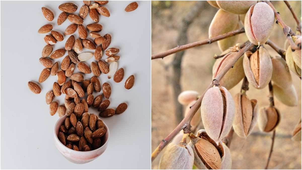 National Almond Day 2023: बादाम दिवस पर जानें इस ड्राईफ्रूट को हर दिन ...